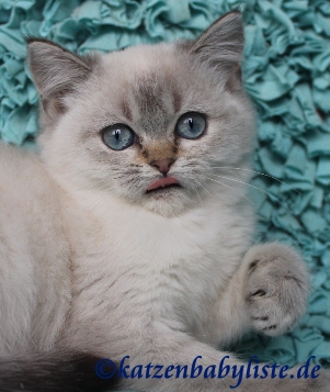 Britisch Kurzhaar Katzenbabys in cinnamon und point